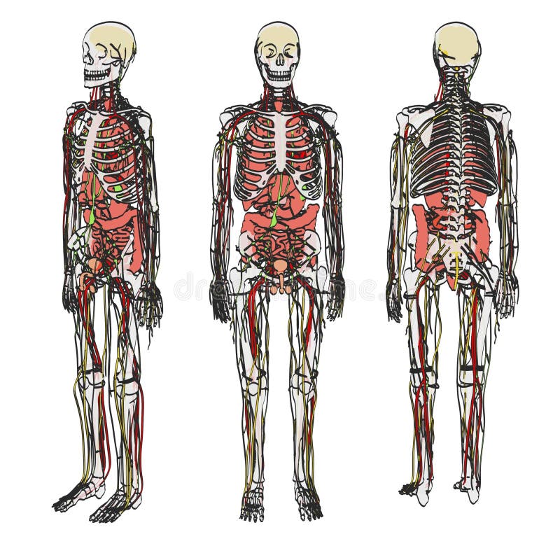 Anatomia humana ilustração stock. Ilustração de medicina - 70299169