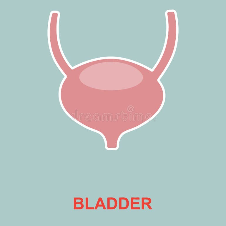 Anatomia humana da bexiga ilustração do vetor. Ilustração de anatomia ...