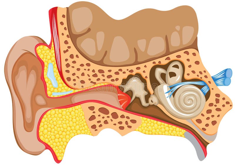 Anatomia humana da orelha ilustração stock. Ilustração de biologia ...