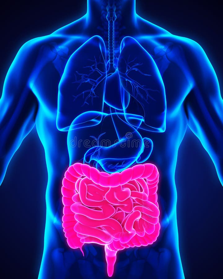 Anatomia Humana Do Intestino Ilustração Stock - Ilustração de pâncreas ...