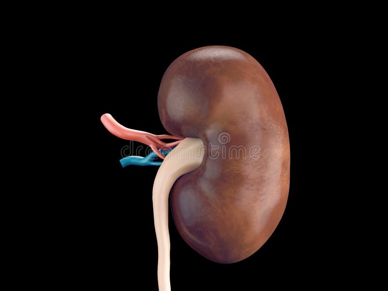 Anatomia humana do rim ilustração stock. Ilustração de cuidado - 92547005