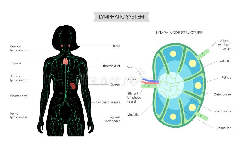 Anatomia linfonodo illustrazione vettoriale. Illustrazione di linfoide ... Anatomia linfonodo illustrazione vettoriale. Illustrazione di linfoide ...