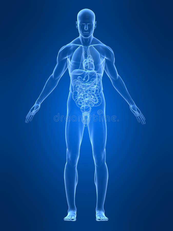 Anatomia masculina ilustração stock. Ilustração de humano - 6533697