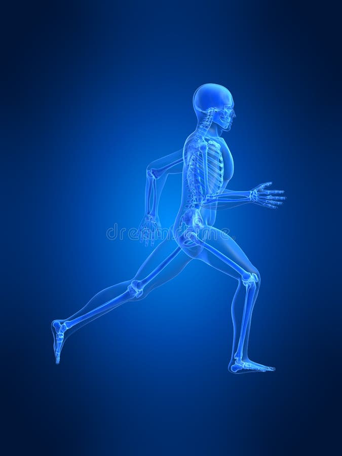 Anatomia Running do homem ilustração stock. Ilustração de ortopédico ...