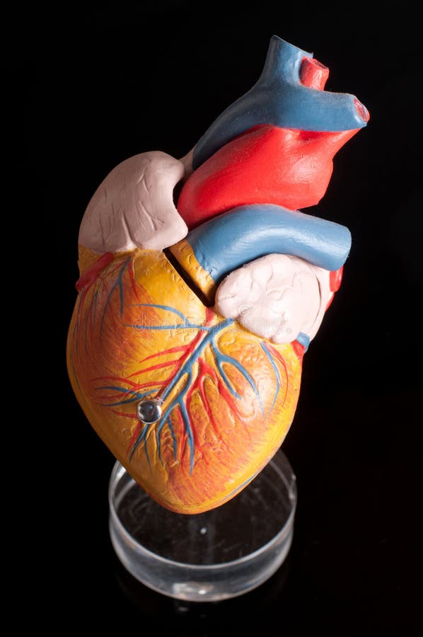 Anatomia Dell'essere Umano Del Cuore Immagine Stock - Immagine di ...