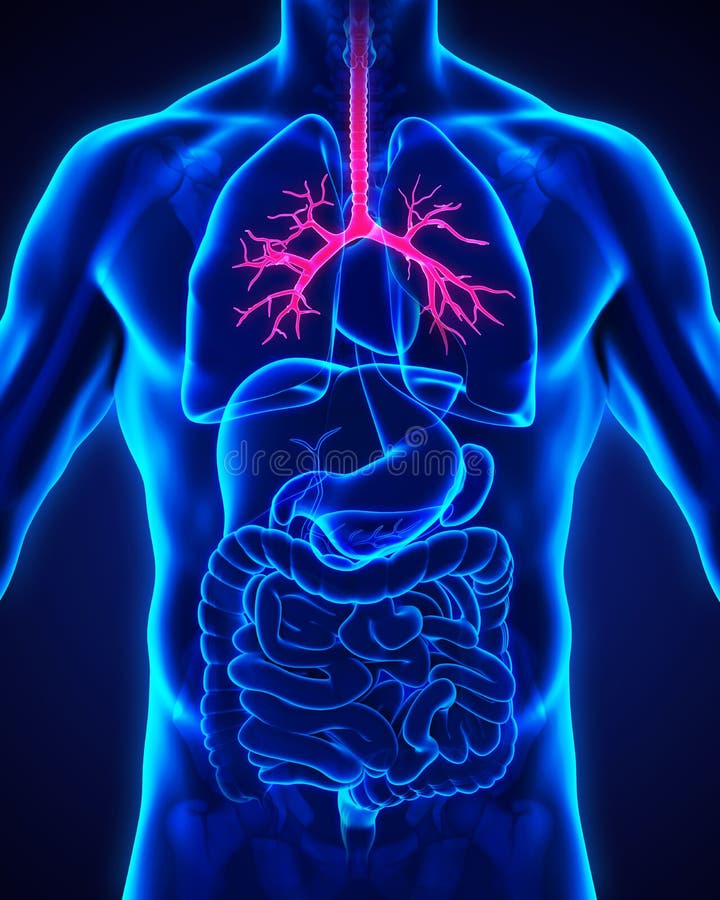 Anatomia umana del bronco illustrazione di stock. Illustrazione di ...