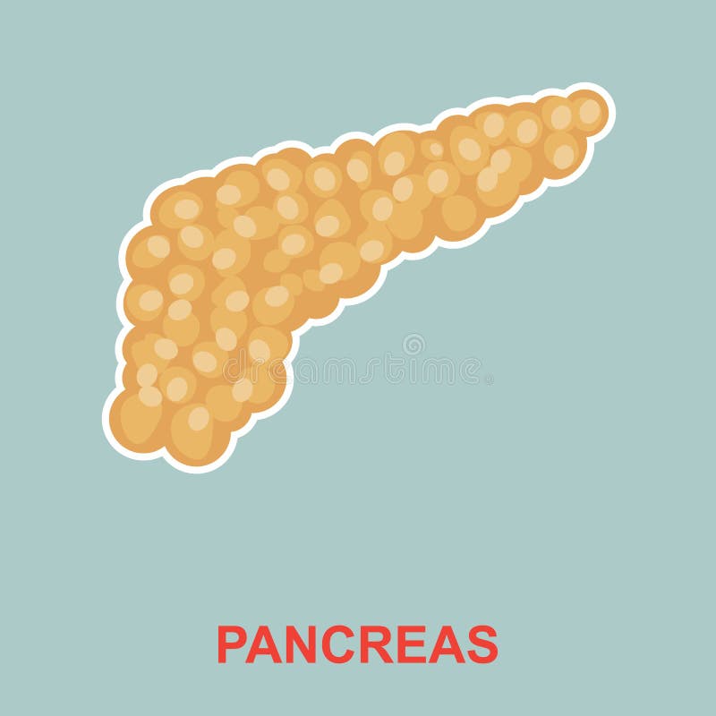 Anatomia Umana Del Pancreas Illustrazione Vettoriale - Illustrazione di ...