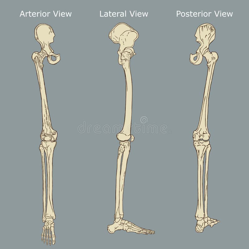 Anatomia umana della gamba illustrazione vettoriale. Illustrazione di ...