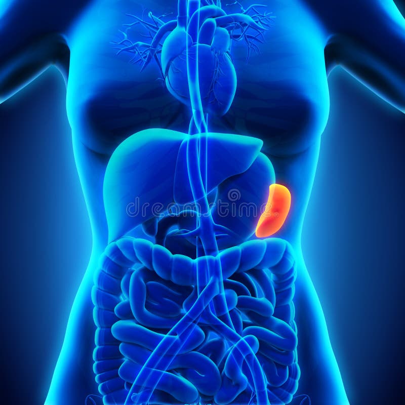 Anatomia della Milza Umana illustrazione di stock. Illustrazione di ...