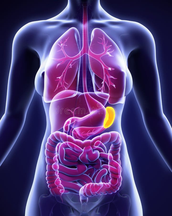 Anatomia umana della milza illustrazione di stock. Illustrazione di ...