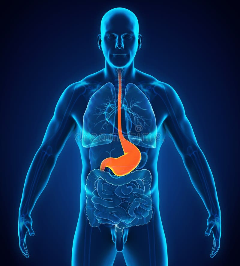 Illustrazione 3d Di Anatomia Dello Stomaco Del Corpo Umano ...