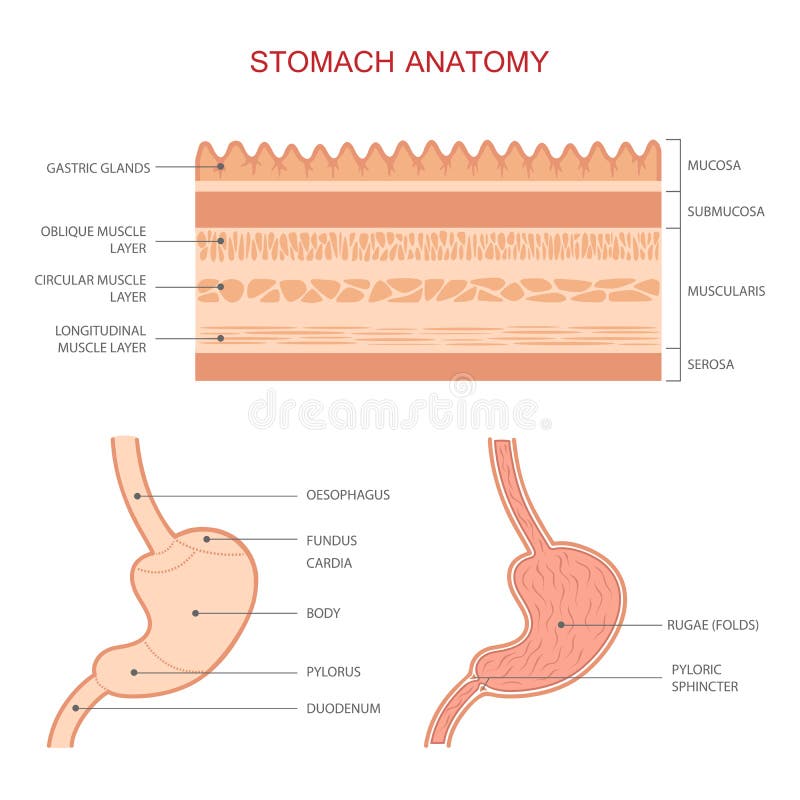L'anatomia Dello Stomaco Umano Illustrazione Vettoriale - Illustrazione ...