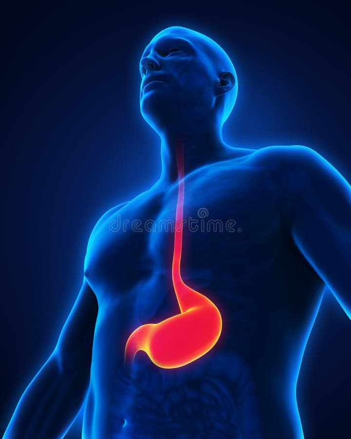 Anatomia Umana Dello Stomaco Illustrazione di Stock - Illustrazione di ...