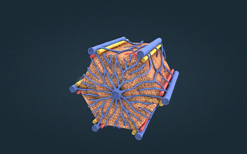 The Hepatic Lobule is the Anatomic Unit of the Liver Stock Illustration ...