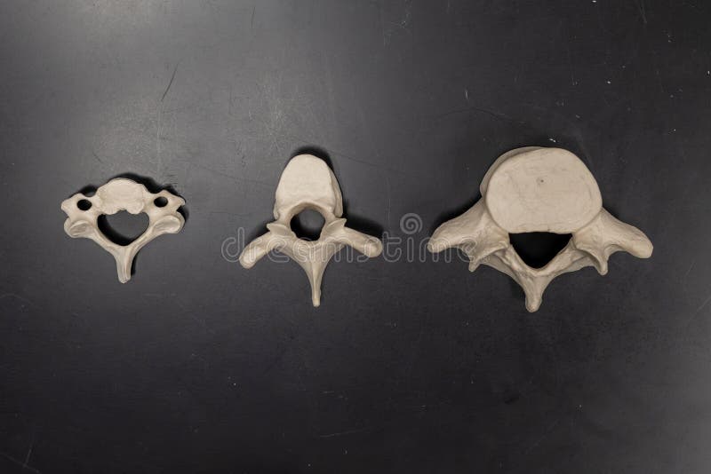 Types Vertebrae Fish Stock Photos - Free & Royalty-Free Stock Photos ...