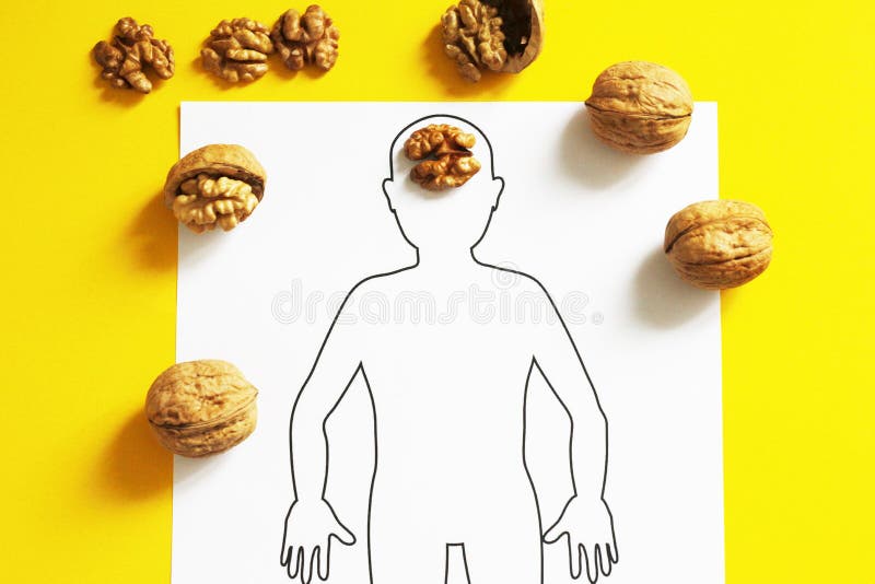 Anatomical Concept of the Brain in the Form of a Walnut Stock Photo ...