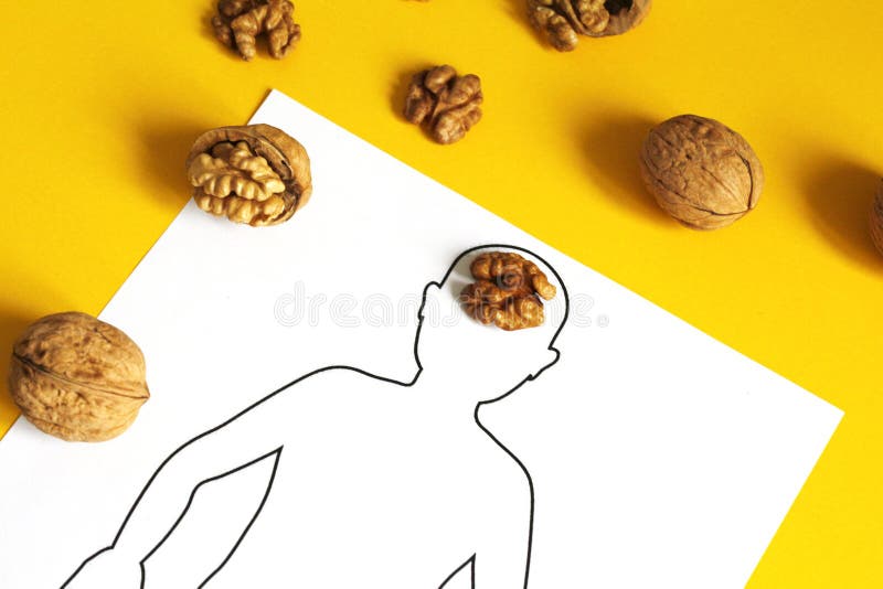 Anatomical Concept of the Brain in the Form of a Walnut Stock Image ...