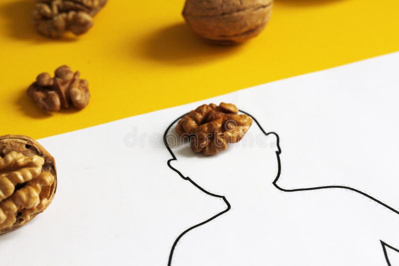Anatomical Concept of the Brain in the Form of a Walnut Stock Image ...