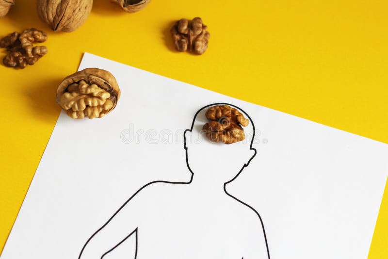 Anatomical Concept of the Brain in the Form of a Walnut Stock Photo ...