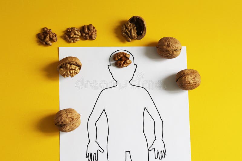 Anatomical Concept of the Brain in the Form of a Walnut Stock Photo ...