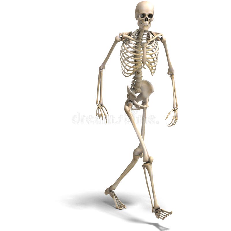 Anatomical Correct Male Skeleton Stock Illustration - Illustration of ...