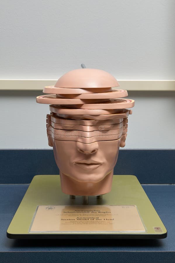 Anatomical, Cross-sectioned Human Head Model Editorial Stock Image ...