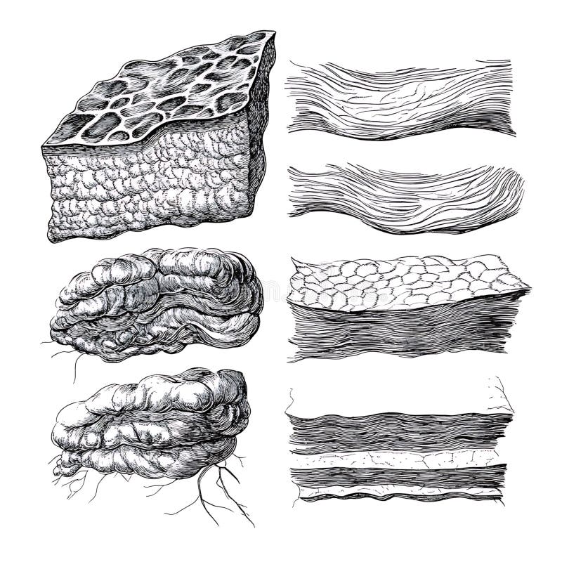 Anatomical Cross-sections of Various Tissues, Showing Layers and ...