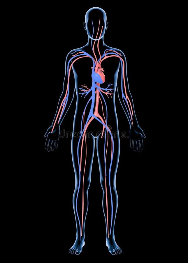 Anatomical 3d Illustration of the Human Circulatory System. Stock ...