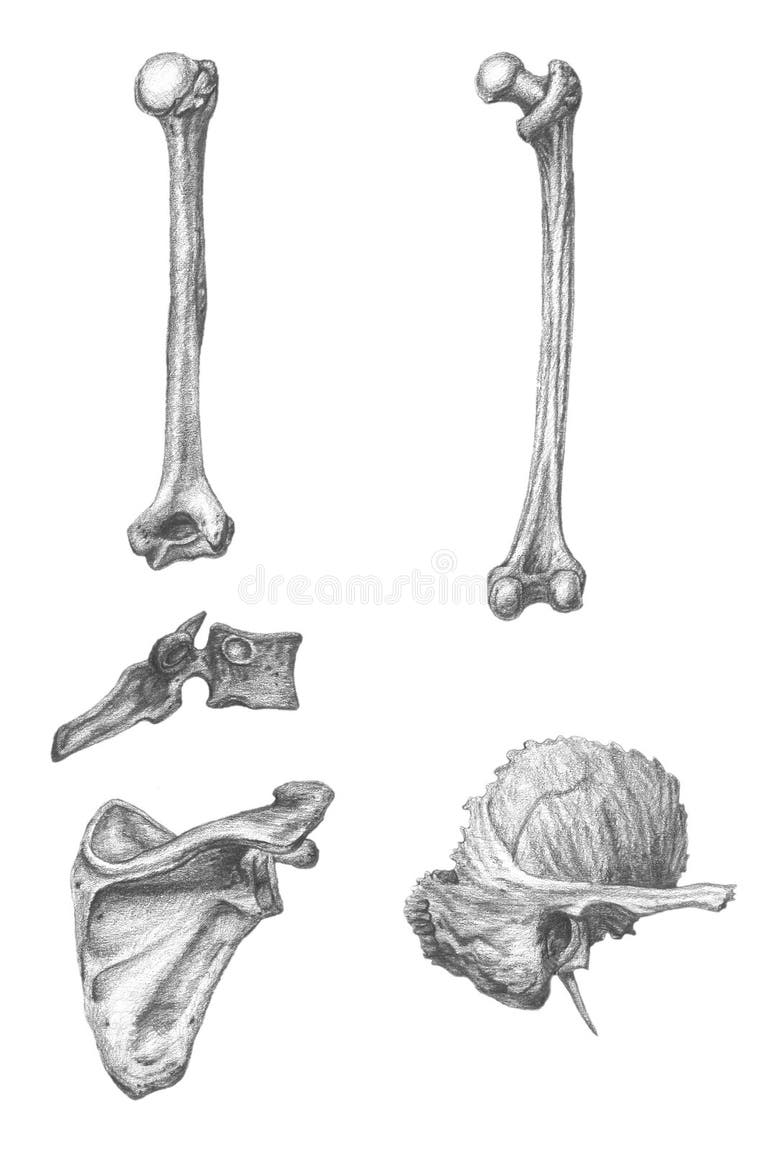 Scapula Bone Drawing Stock Illustrations – 263 Scapula Bone Drawing ...