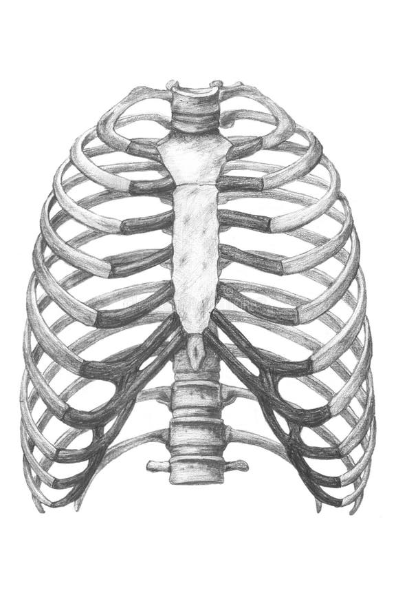 Skeleton Chest Drawing Stock Illustrations – 1,377 Skeleton Chest ...