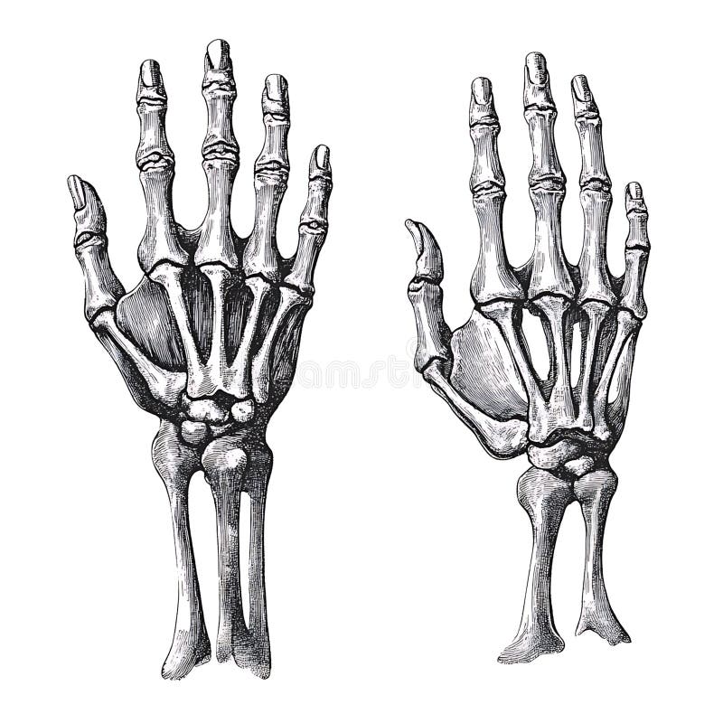 Anatomical Drawing of Two Skeleton Hands Stock Illustration ...