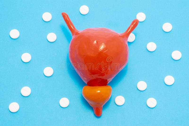 Male Bladder Anatomy Blue Stock Photos - Free & Royalty-Free Stock ...