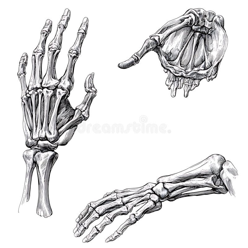 Anatomical Hand Skeletal Drawings, Various Views Stock Illustration ...