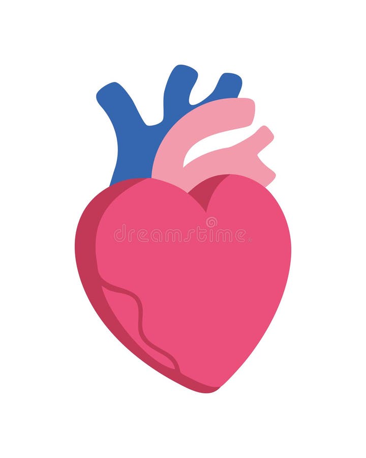 Anatomical Heart Design Icon Stock Vector - Illustration of vector ...