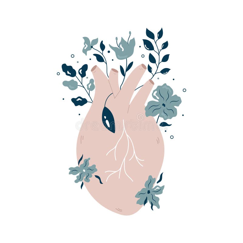 Anatomical Heart Plants Drawing Stock Illustrations – 8 Anatomical ...