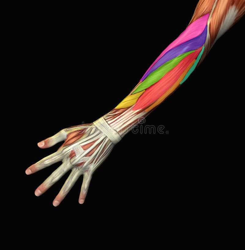 Anatomical human arm stock illustration. Illustration of isolated ...