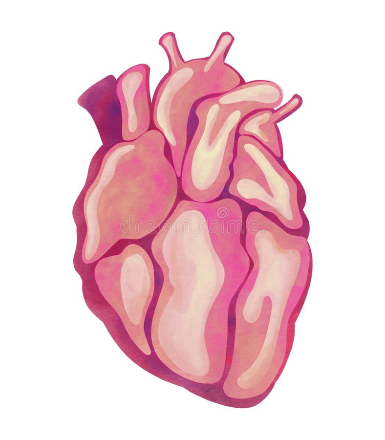 Anatomical Heart Watercolor Stock Illustrations 143 Anatomical Heart