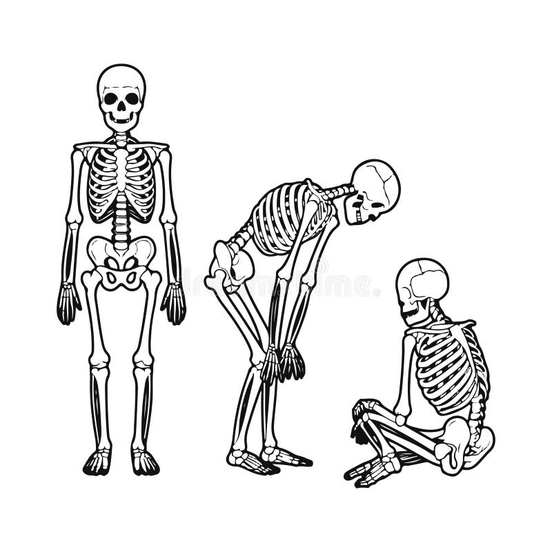 Anatomical Human Skeleton in Three Positions Vector Stock Vector ...
