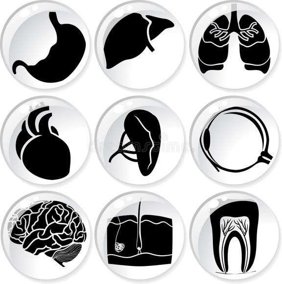 Anatomical icons in vector stock vector. Illustration of brain - 22532254