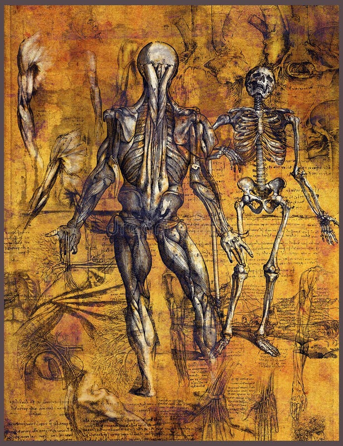 Anatomical illustration stock illustration. Illustration of muscle ...