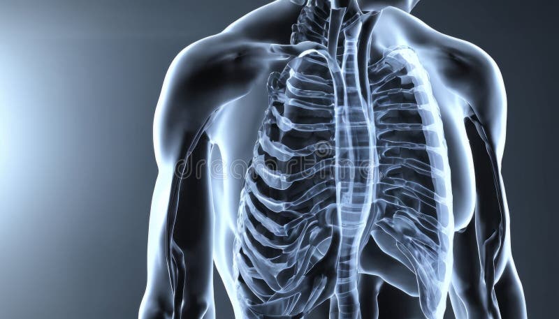 An Anatomical Illustration of a Human Torso Stock Illustration ...