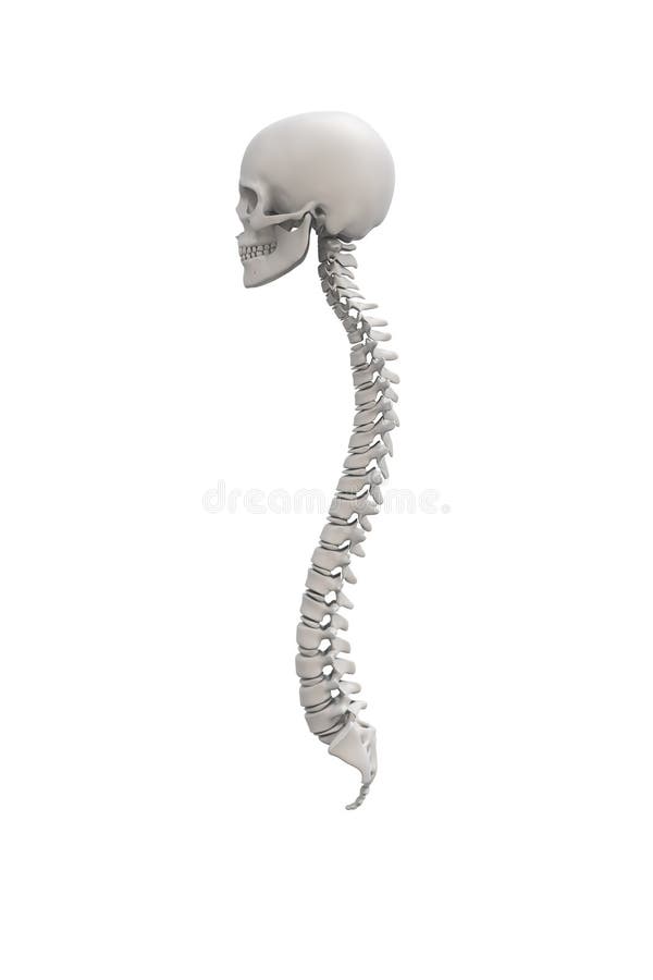 Skull and Spine Anatomy stock illustration. Illustration of cranium ...