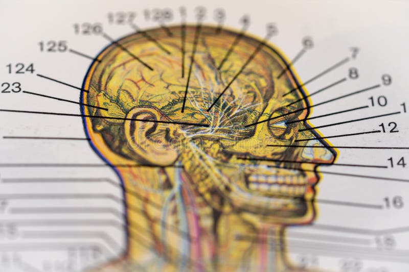 Anatomical Illustration of the Sections of the Human Head Stock Photo ...