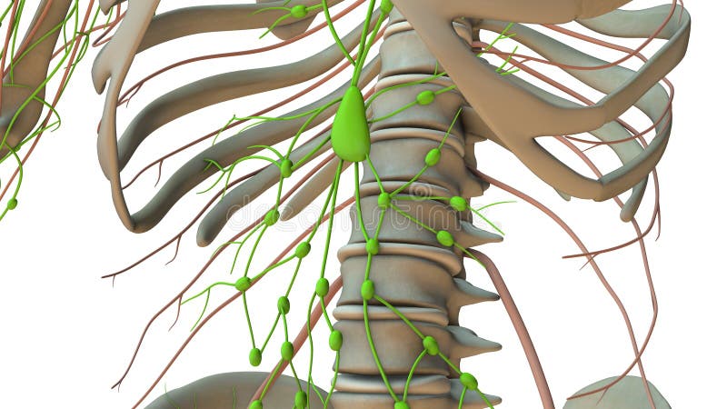 Anatomical Insights into the Human Lymphatic System Stock Illustration ...