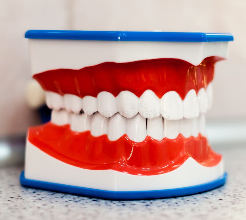 Anatomical jaw model stock image. Image of isolated, office - 65698927