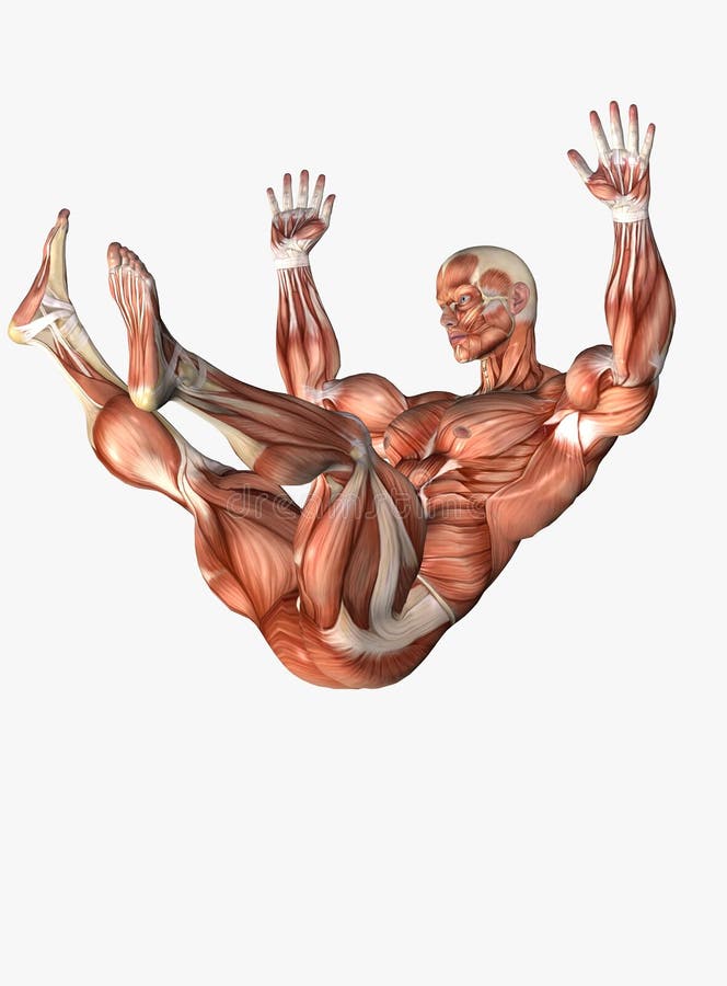 Anatomical man falling stock illustration. Illustration of body - 13139242