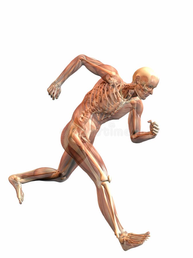 Running man anatomy stock illustration. Illustration of endurance - 2807839