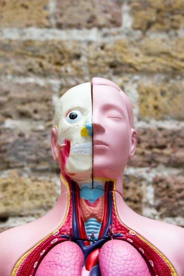 840+ Medical model Free Stock Photos - StockFreeImages