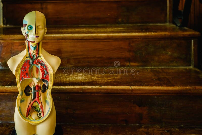 Anatomical Model of the Human Body in Plastic To Study in the Classroom ...