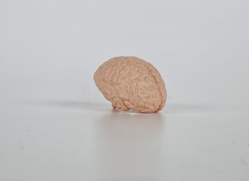 Anatomical Model of the Human Brain and Medical Stock Image - Image of ...